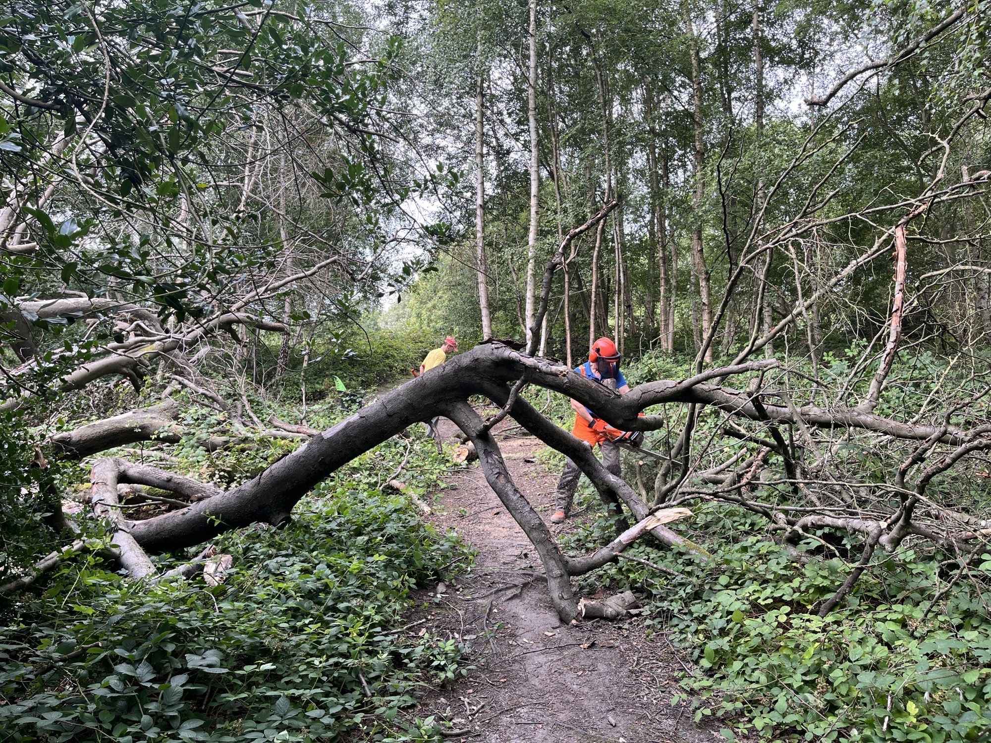 Monken Hadley Common Trust | The Monken Hadley Common Conservation ...